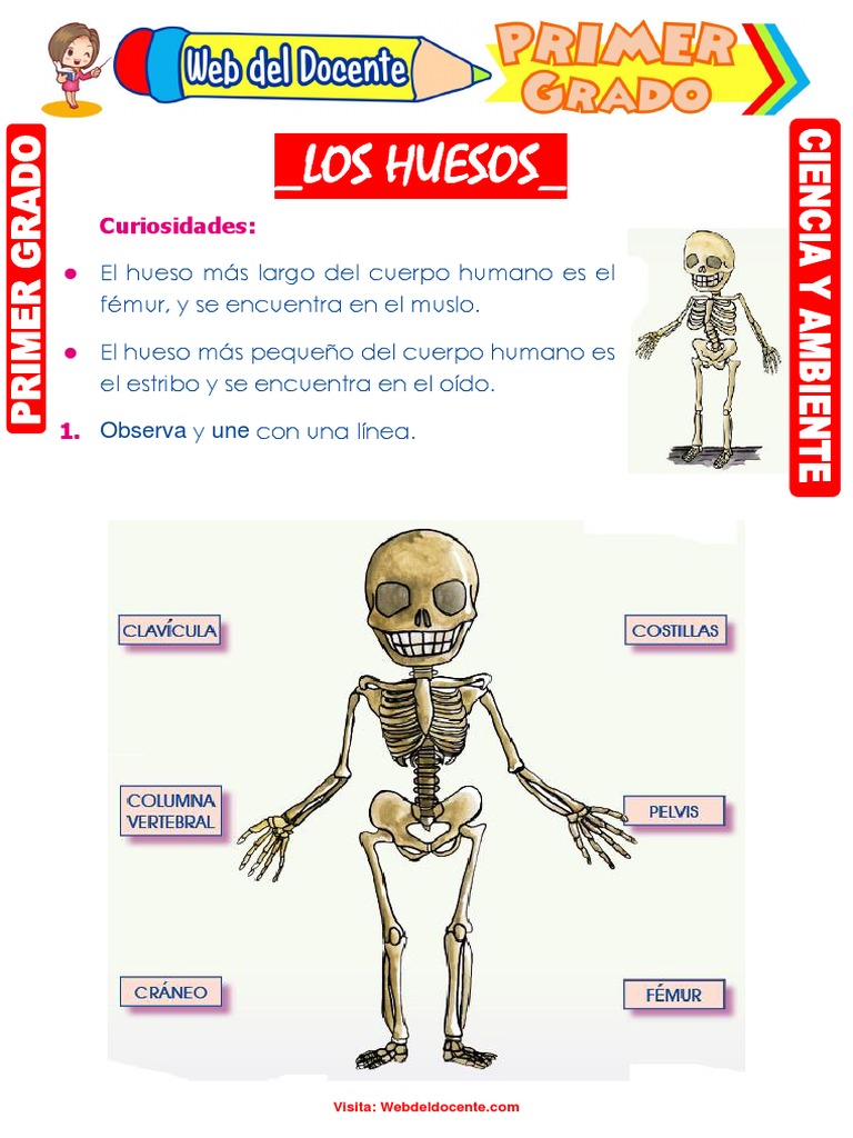 Los Huesos para Primer Grado de Primaria | PDF