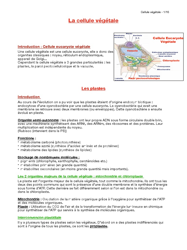 2 - La Cellule Végétale - Fiche | PDF | Vacuole | Paroi cellulaire