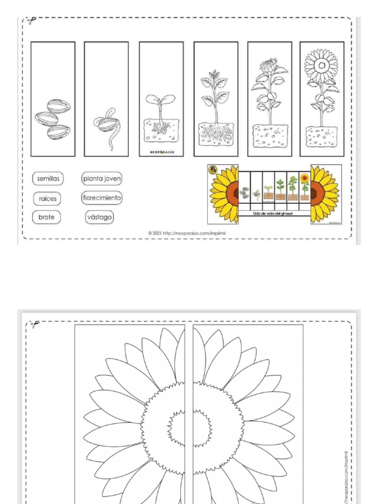 Ciclo de Vida de Girasol | PDF