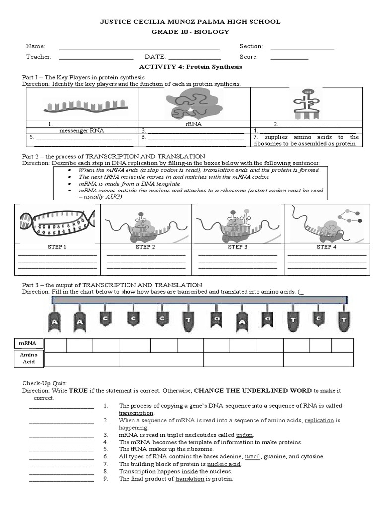 Protein Synthesis Activity | PDF | Translation (Biology) | Messenger Rna