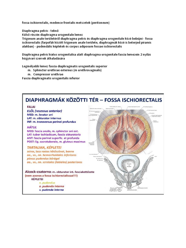 Fossa Ischiorectalis | PDF