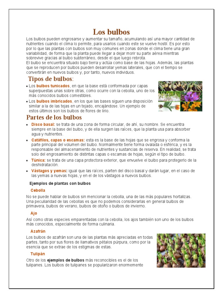 Bulbos y Tubérculos: Tipos y Ejemplos | PDF | Bulbo | Plantas
