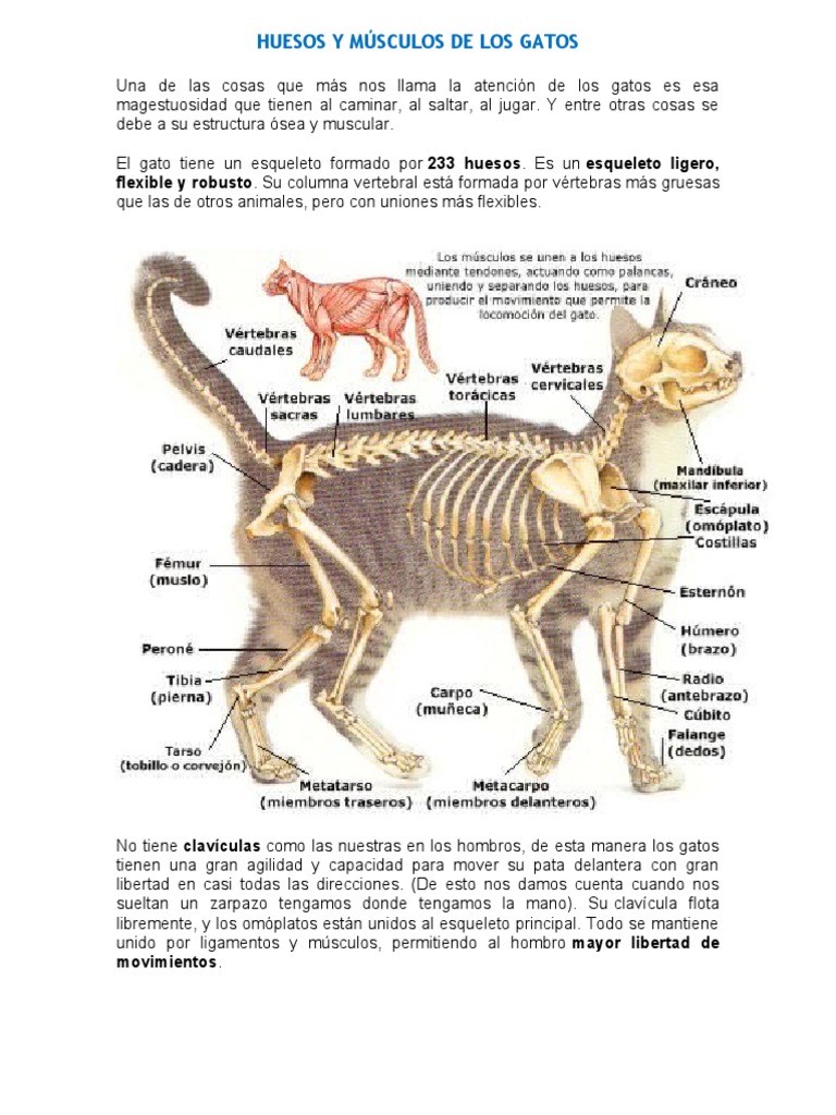 Huesos y Músculos de Los Gatos | PDF | Músculo | Esqueleto