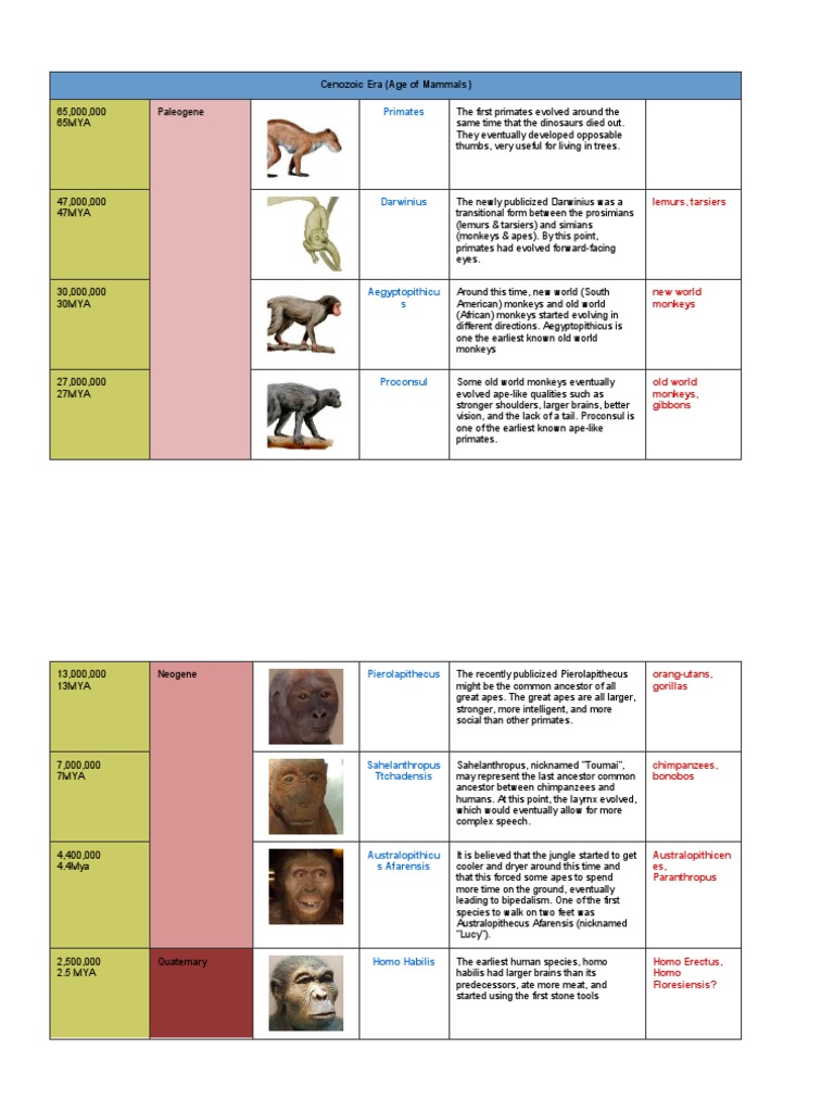 Human Evolution Timeline | PDF | Homo | Human Evolution