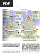 TANACOL | PDF | Drogas | Farmacología