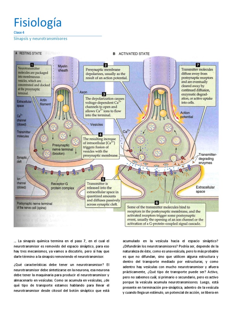 Clase 4 Fisiología | PDF | Sinapsis | Acetilcolina