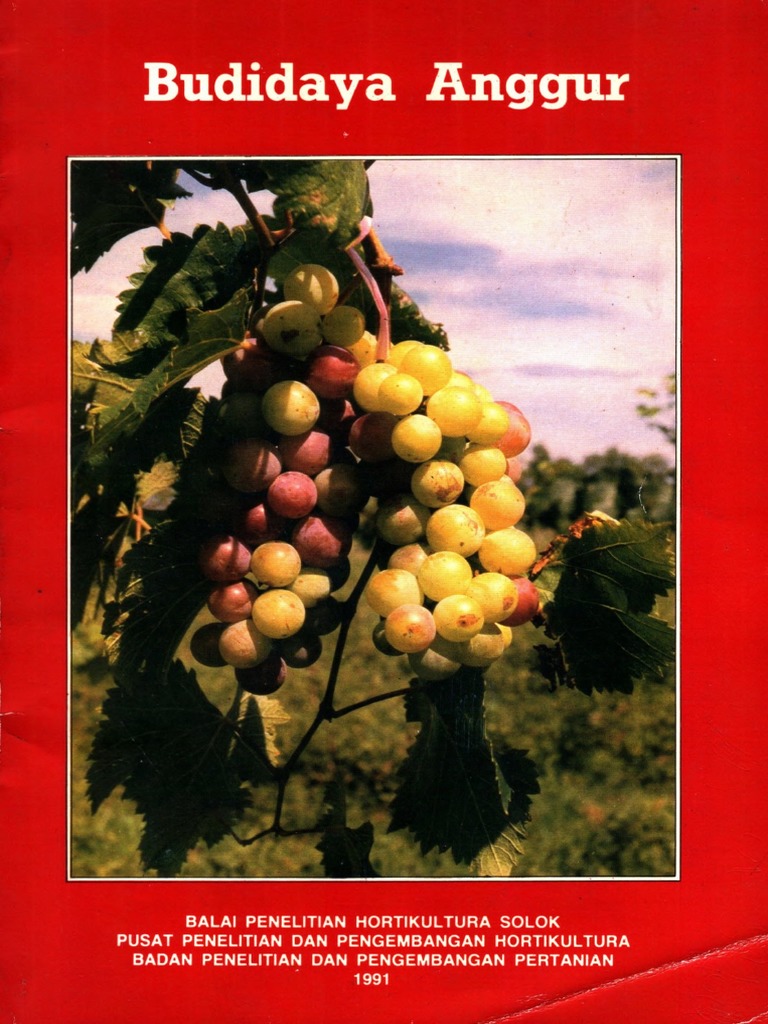 Budidaya Anggur | PDF