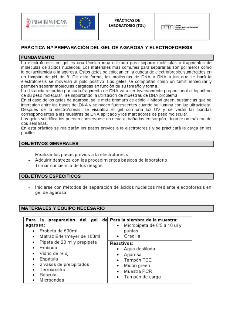 Práctica 12 Electroforesis y Gel Agarosa | PDF | Electroforesis | Biología