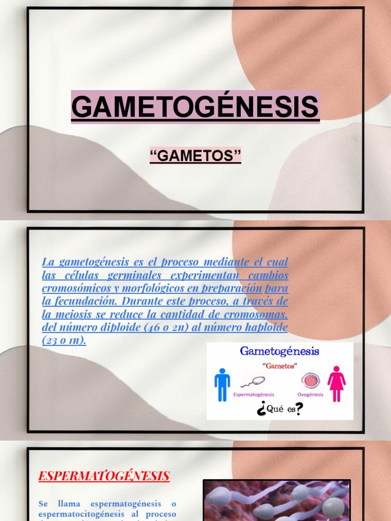 Gametogénesis ( - ) | PDF | Anatomia animal | Sistema Reproductor Mamífero