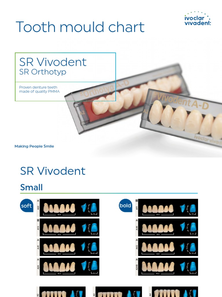 SR-Orthotyp SR-Vivodent en V01 34145 | PDF | Tooth | Dental Anatomy