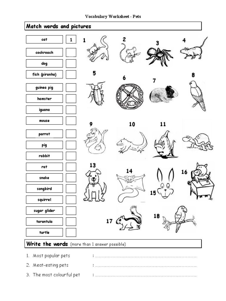 3771 Vocabulary Matching Worksheet Pets | PDF