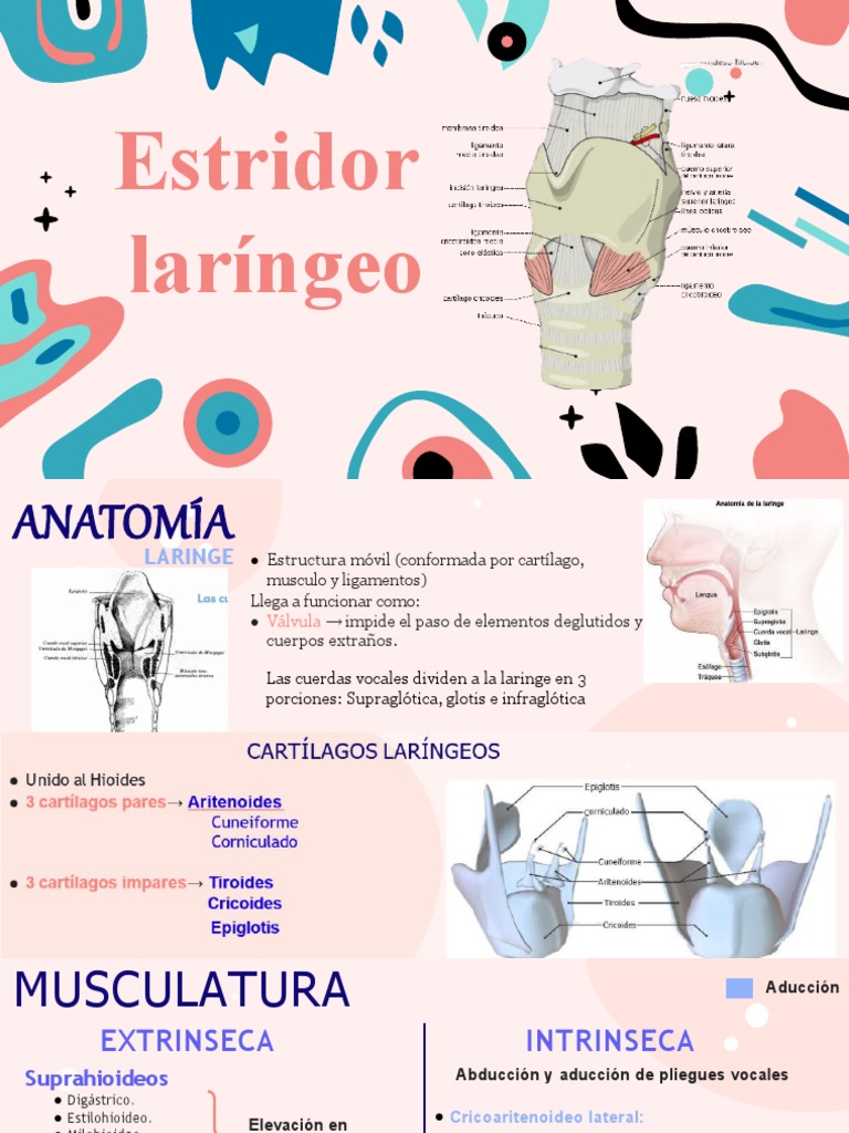 Estridor laringeo . | PDF | Laringe | Tos