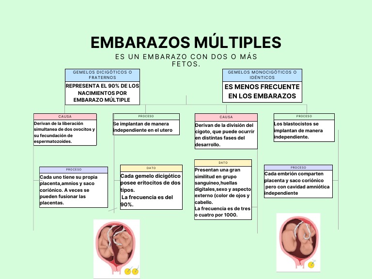 Mapa Embrio Embarazo Multiple | PDF | Gemelo | Reproducción humana