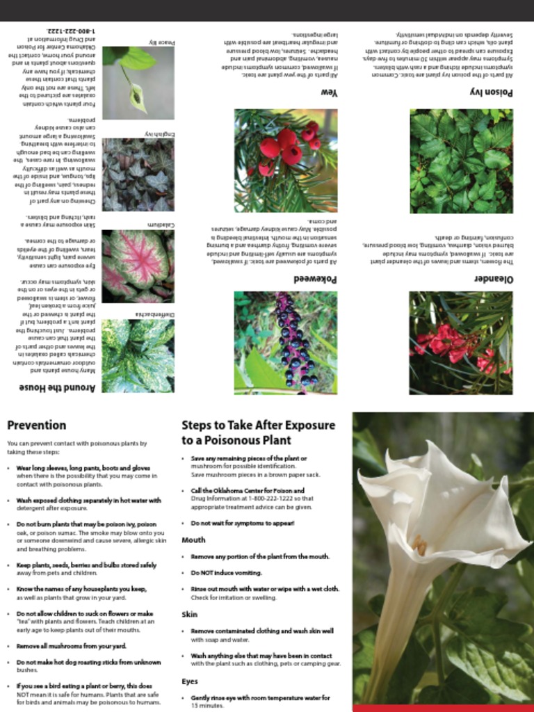 Poisonous Plants Compiled | PDF | Nausea | Diseases And Disorders