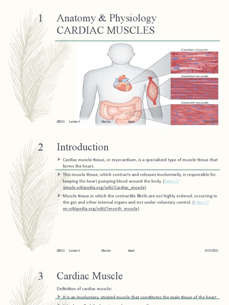 Cardiac and Smooth Muscle Guide | PDF | Cardiac Muscle | Heart