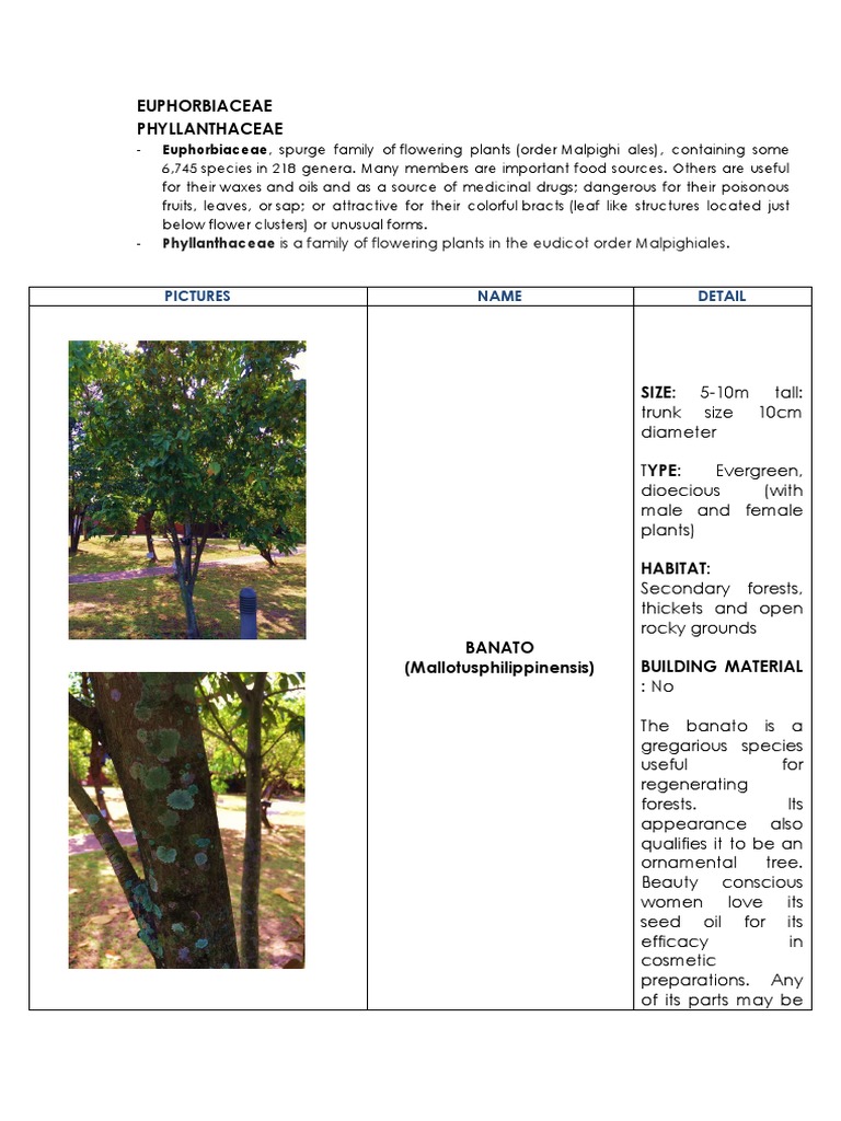Part 1 | PDF | Trees | Botany