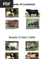 Official List of Breed Codes For Bovine: Beef Breeds | PDF | Livestock ...