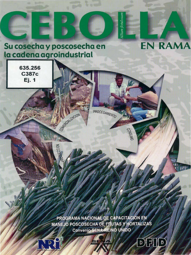 Importancia de la Cebolla de Rama en Colombia | PDF | Cosecha ...