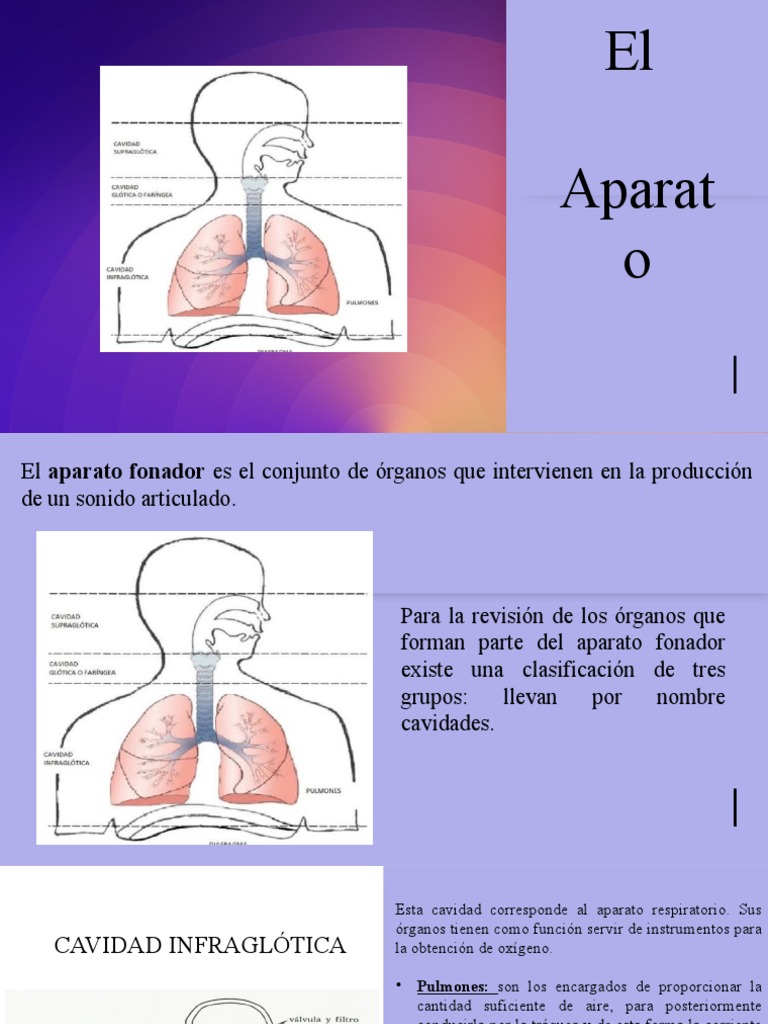 Aparato fonador | PDF