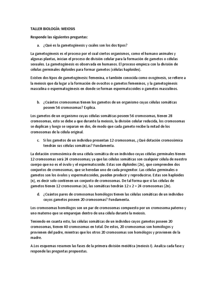 Taller Meiosis | PDF | Mitosis | Ploidía