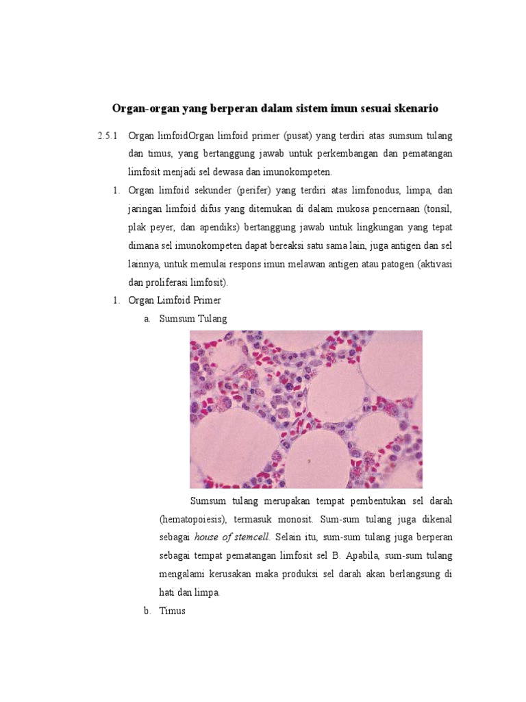Organ Limfoid dalam Sistem Imun | PDF | Ilmu Sosial | Sains & Matematika