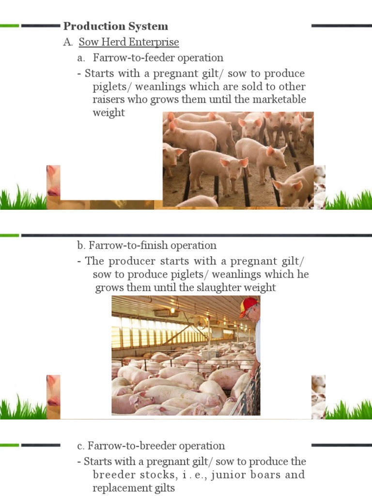 Swine Part 2 | PDF | Pig | Pregnancy