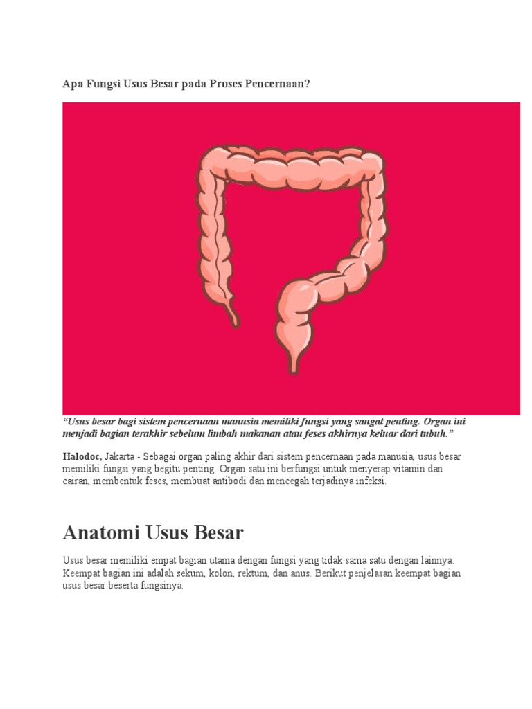 Apa Fungsi Usus Besar Pada Proses Pencernaan | PDF