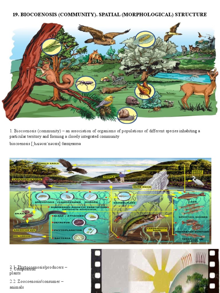 Biocoenosis (Community) - Spatial (Morphological) Structure | PDF