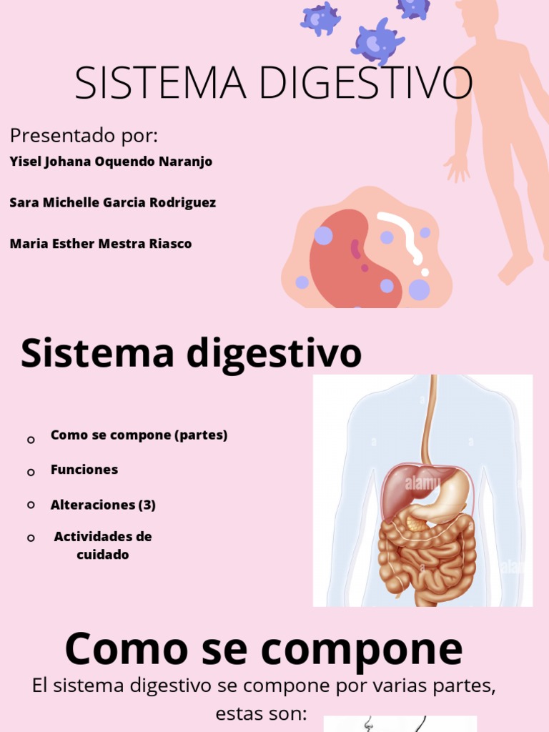 Sistema Digestivo | PDF | Sistema digestivo humano | Tracto ...
