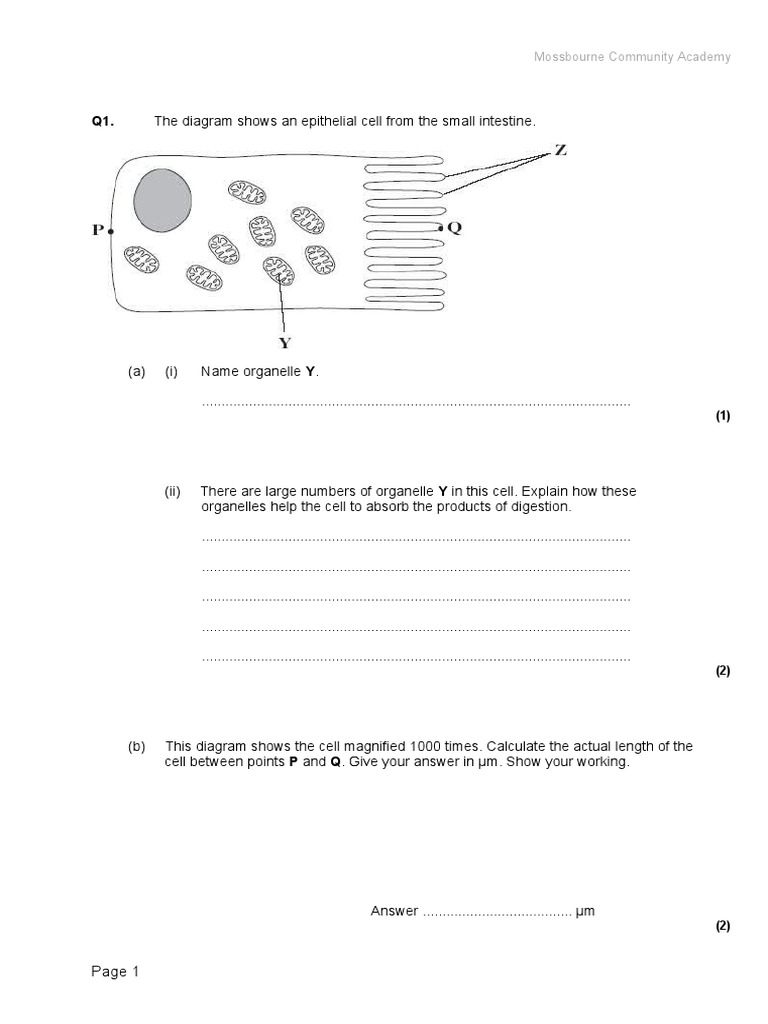 Cells Questions Magnification Calculations Pdf Chloroplast Histology