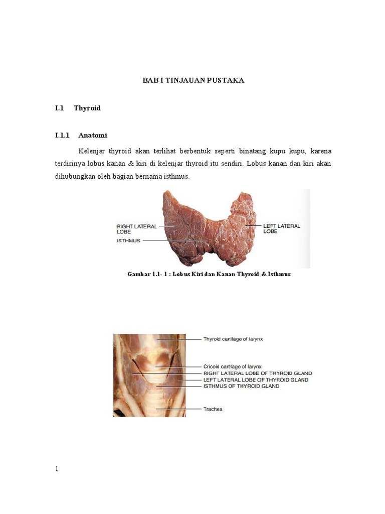 Makalah Kelenjar Thyroid Anat, Histo, Faal | PDF