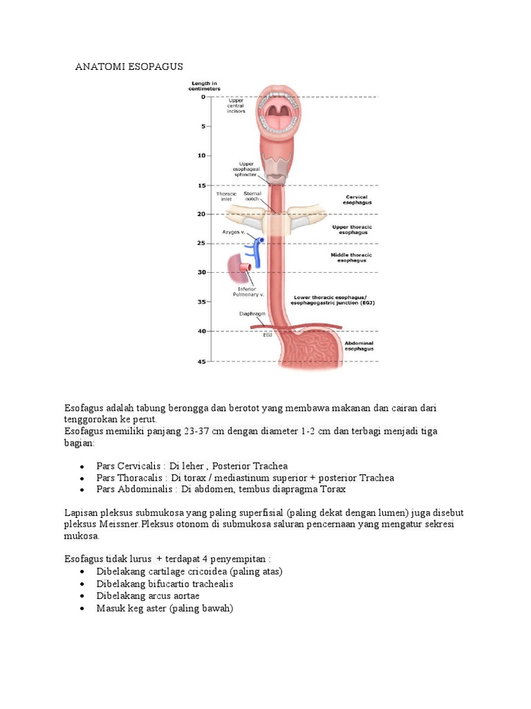 ANATOMI Fisio ESOPAGUS | PDF