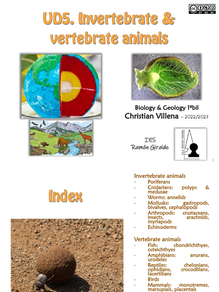 5 Invertebrate Vertebrate Animals Print Pdf Invertebrate Fish