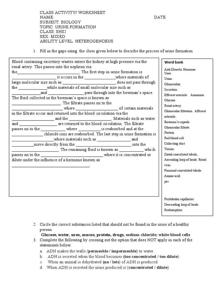 Urine Formation Process for Class 10 | PDF | Anatomy | Medical Specialties