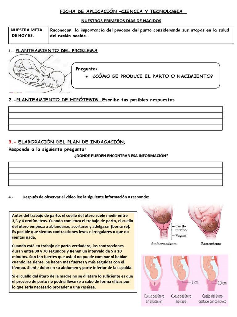 3-Ficha de de Ciencia-Parto | PDF | Parto | El embarazo