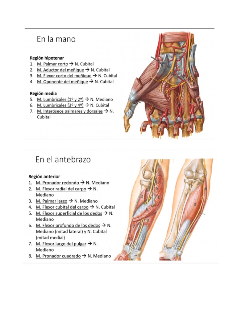 INERVACION DE LOS MUSCULOS DE HOMBRO ANTEBRAZO BRAZO Y MANO | PDF