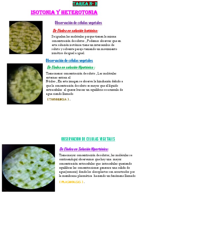 Isotonia y Heterotonia | PDF