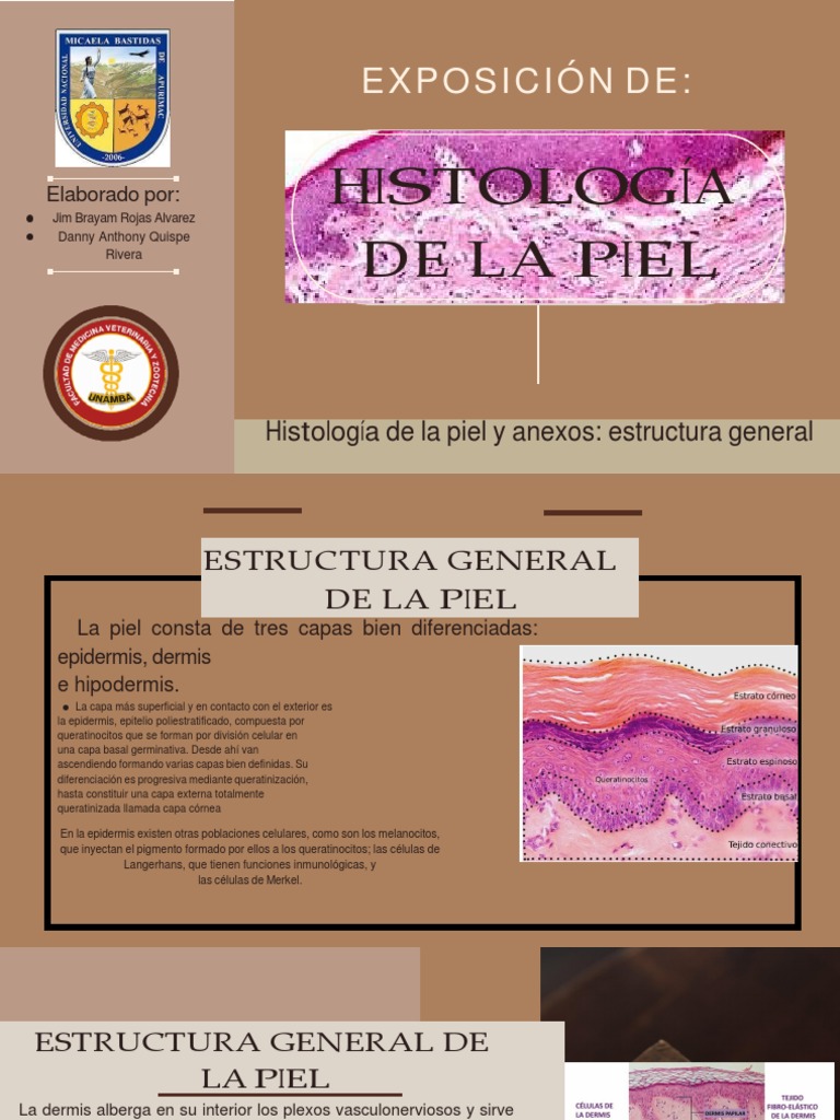 Piel PDF | PDF | Piel | Epidermis