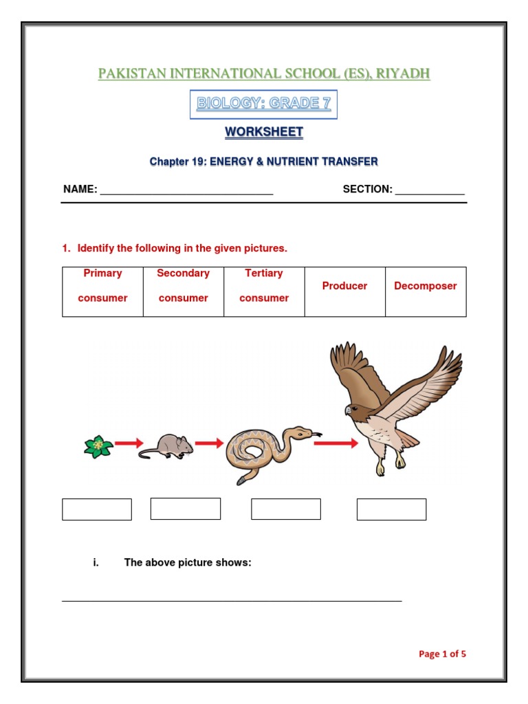 Energy & Nutrient Transfer Worksheet | PDF | Food Web | Nitrogen