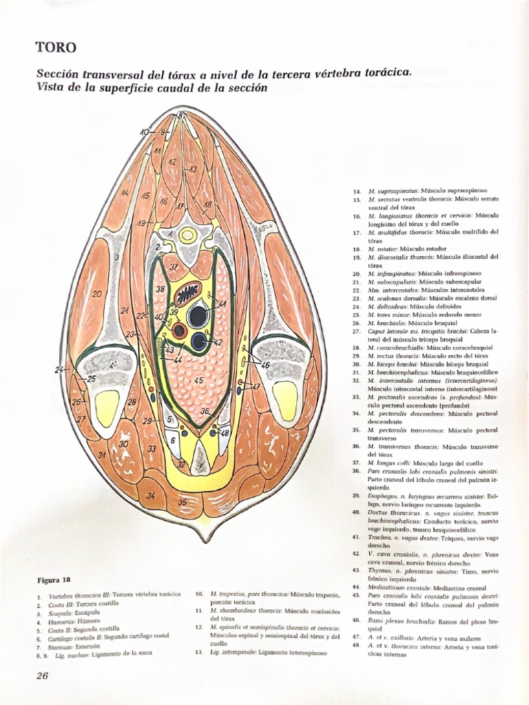 Popesko 4 Parte Bovino | PDF