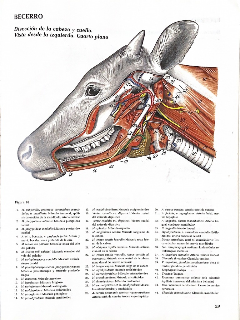 Popesko 2 Parte Bovino | PDF