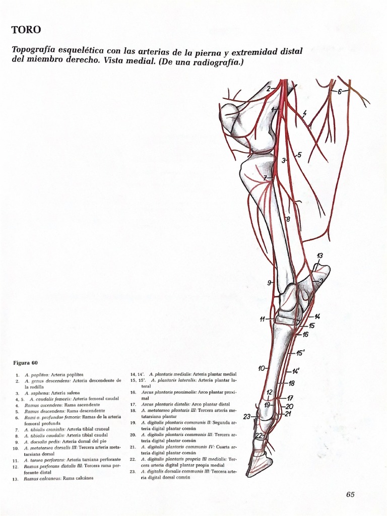 Popesko 8 Parte Bovino | PDF