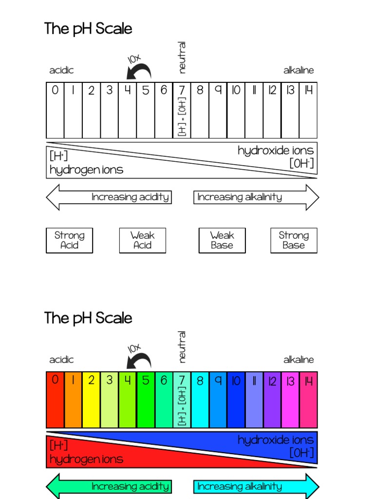 PH Scale Coloring Worksheet | PDF