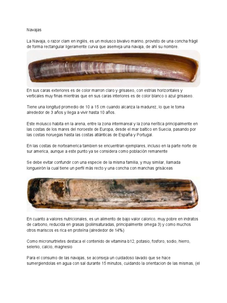 Navajas:Razor Clams | PDF