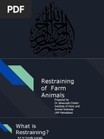Livestock Handling and Restraint Techniques | PDF | Calf | Cattle