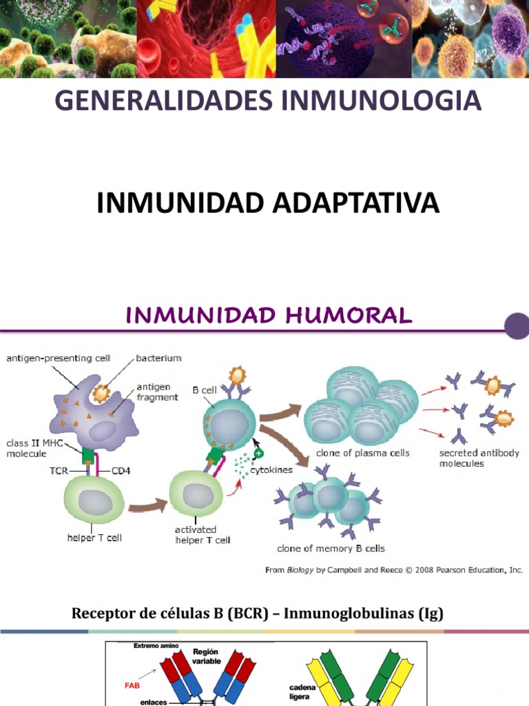 Clase 2. Bases Inmunologia para Microbiología Inmunidad Adaptativa Parte II | PDF | Célula T ...