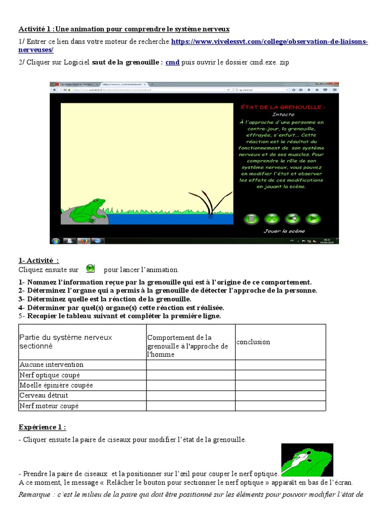 Dissection virtuelle du système nerveux de la grenouille | PDF | Nerf ...