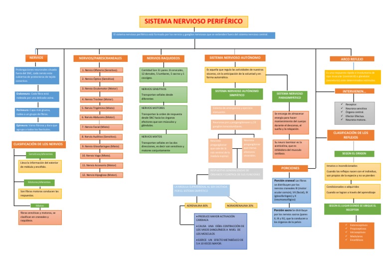 SNP Mapa Conceptual | PDF | Nervio | Médula espinal