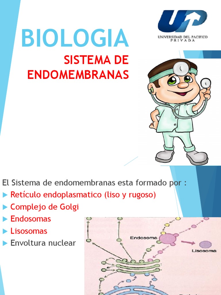 7.sistema de Endomembranas 1 | PDF | Retículo endoplásmico | Citoplasma