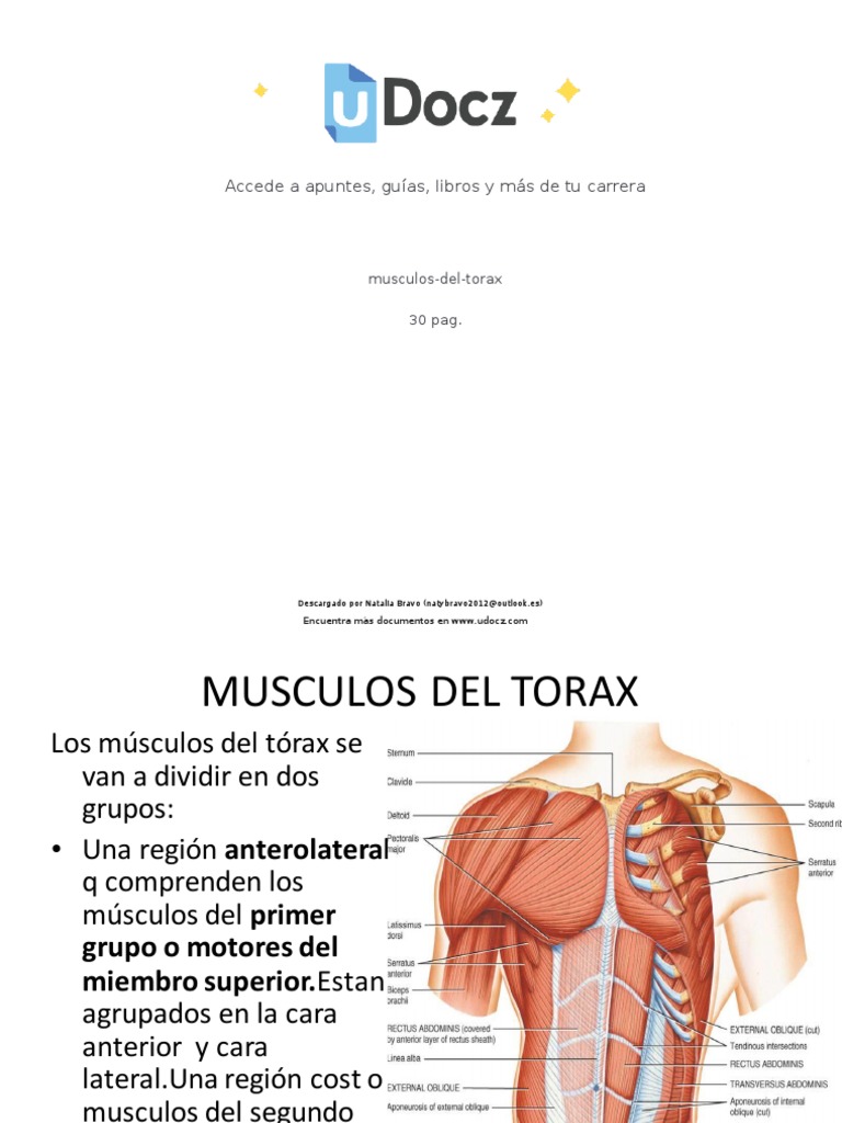 Anatomía de los Músculos del Tórax | PDF | Tórax | Sistema ...